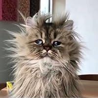 Against Her Will: The Senseless Murder of Kelly Ann Tinyes by Ronald J ...