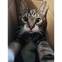 To Steal a Bride (Entangled with the Enduar, #1) by Daniela A. Mera ...