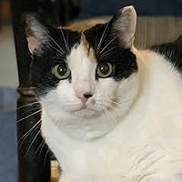 Explode the Code 1 by Nancy Hall | Goodreads