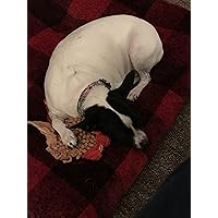 The Kid in the Red Jacket by Barbara Park | Goodreads