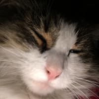 Citizen Coke: The Making of Coca-Cola Capitalism by Bartow J. Elmore ...