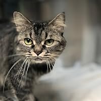 Mirror, Mirror on the Wall: The Diary of Bess Brennan by Barry ...