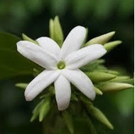 Saint Patrick Retold: The Legend and History of Ireland's Patron Saint ...