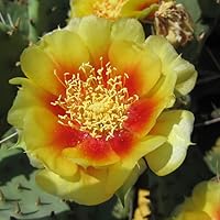 HTML, CSS, and JavaScript All in One: Covering HTML5, CSS3, and ES6 ...