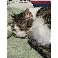 Parham Itan: Tales From Beyond, Volume 1 by Kaili Sorano | Goodreads