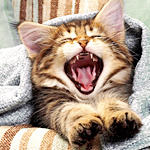 A Rival Most Vial: Potioneering for Love and Profit by R.K. Ashwick ...