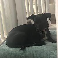 Spy School Revolution (Spy School, #8) by Stuart Gibbs | Goodreads