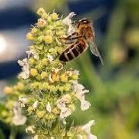 And Introducing Dexter Gaines: A Novel of Old Hollywood by Mark B ...