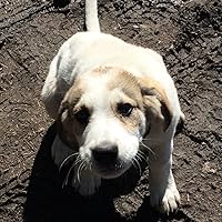 Messenger 93 by Barbara Radecki | Goodreads