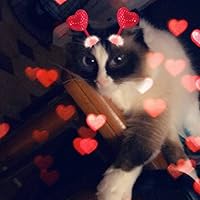 The Girl Who Fell (The Chess Raven Chronicles, #1) by Violet Grace ...