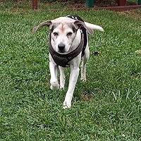 While You Were Out: An Intimate Family Portrait of Mental Illness in an Era of Silence by Meg ...