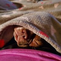 Pound Dropper: A recipe book for a healthy alternative for everyday ...