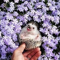 Yoko's diary by Yoko Moriwaki | Goodreads