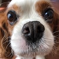 Seriously Hexed (Seriously Wicked, #3) by Tina Connolly | Goodreads