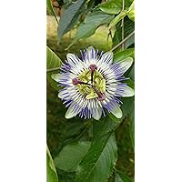 Psychic Protection: Balance and Protection for Body, Mind and Spirit by ...