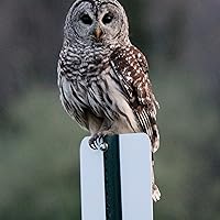 Unnatural Death: Confessions of a Medical Examiner by Michael Baden ...