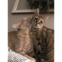 Sweet Ruin by Cathi Hanauer | Goodreads