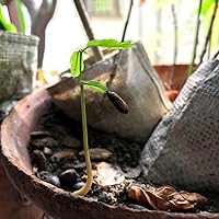 Dragon of the Red Dawn (Merlin Missions, #9) by Mary Pope Osborne ...