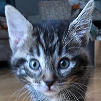 Simone Breaks All the Rules by Debbie Rigaud | Goodreads