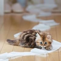 Operation Frog Effect by Sarah Lynn Scheerger | Goodreads