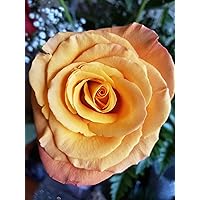 Charleston by Alexandra Ripley | Goodreads