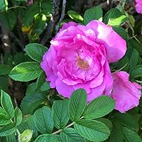 Big by Vashti Harrison | Goodreads