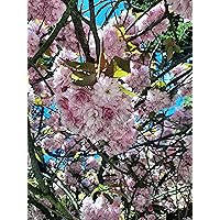 Hour of the Olympics (Magic Tree House, #16) by Mary Pope Osborne ...