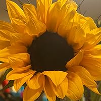 Hattie Peck by Emma Levey | Goodreads