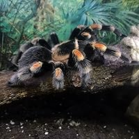 Interaction Ritual - Essays on Face-to-Face Behavior by Erving Goffman ...