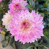 Power and Progress: Our Thousand-Year Struggle Over Technology and ...