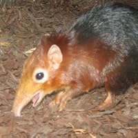 Dawn of the White Rose (Roses, #2) by Mary Pershall | Goodreads