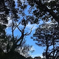 Gilda Joyce: The Ladies of the Lake by Jennifer Allison | Goodreads