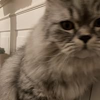 Brag Better: Master the Art of Fearless Self-Promotion by Meredith ...