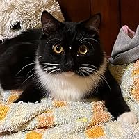 Goodbye Mog: The illustrated adventures of the nation’s favourite cat ...