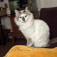 Howliday Inn (Bunnicula, #2) by James Howe | Goodreads