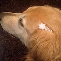 Puerto Rican Obituary by Pedro Pietri | Goodreads