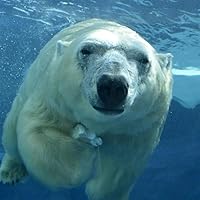 Salmon: A Fish, the Earth, and the History of a Common Fate by Mark ...