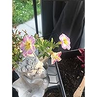 Alcohol: A History by Rod Phillips | Goodreads