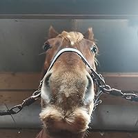 The Hunger: The Diary of Phyllis McCormack, Ireland, 1845-1847 by Carol ...