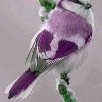 Elephant Bill by J.H. Williams | Goodreads