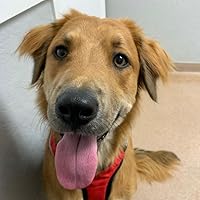 Hawk (Maximum Ride: Hawk, #1) by James Patterson | Goodreads