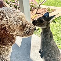 Rabbit, Soldier, Angel, Thief by Katrina Nannestad | Goodreads