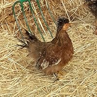 A Rival Most Vial: Potioneering for Love and Profit by R.K. Ashwick ...