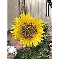 Twenty and Ten by Claire Huchet Bishop | Goodreads