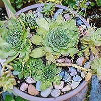 Little Prisoners: A Tragic Story of Siblings Trapped in a World of Abuse and Suffering by Casey ...