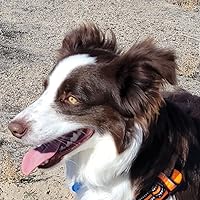 21 Months a Captive: Rachel Plummer and the Fort Parker Massacre by ...