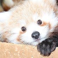 Rowan of the Bukshah (Rowan of Rin, #5) by Emily Rodda | Goodreads