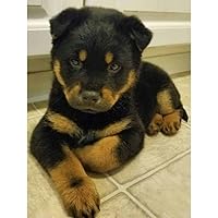 Phoenix Rising by Karen Hesse | Goodreads