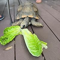 Mr. Eternity by Aaron Thier | Goodreads