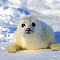 Dr. Nicholas Is Ridiculous! (My Weirder School, #8) by Dan Gutman ...